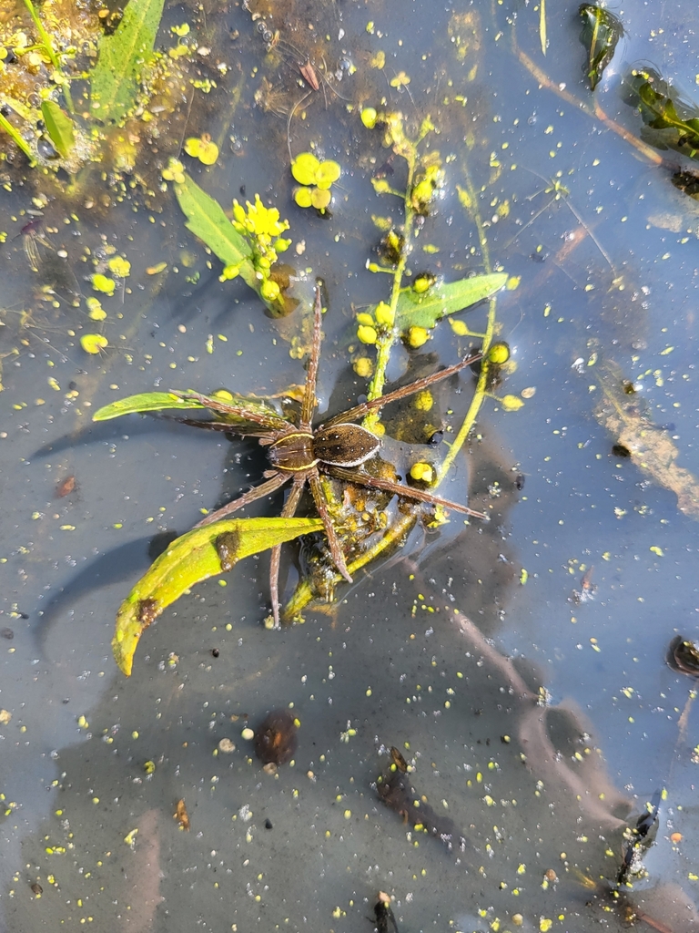Six-spotted Fishing Spider from Beaver Township, IN, USA on June 07 ...