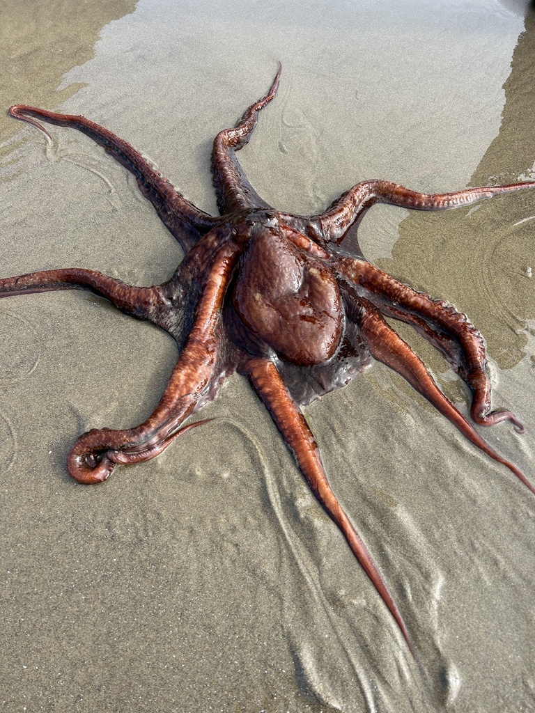 Giant Pacific Octopus from Oregon Islands National Wildlife Refuge, OR ...