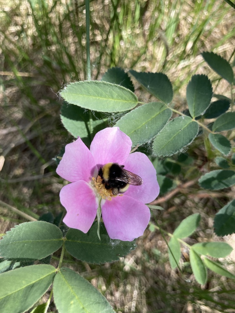 Bumble Bees from Southwest Calgary, Calgary, AB, Canada on June 7, 2023 ...