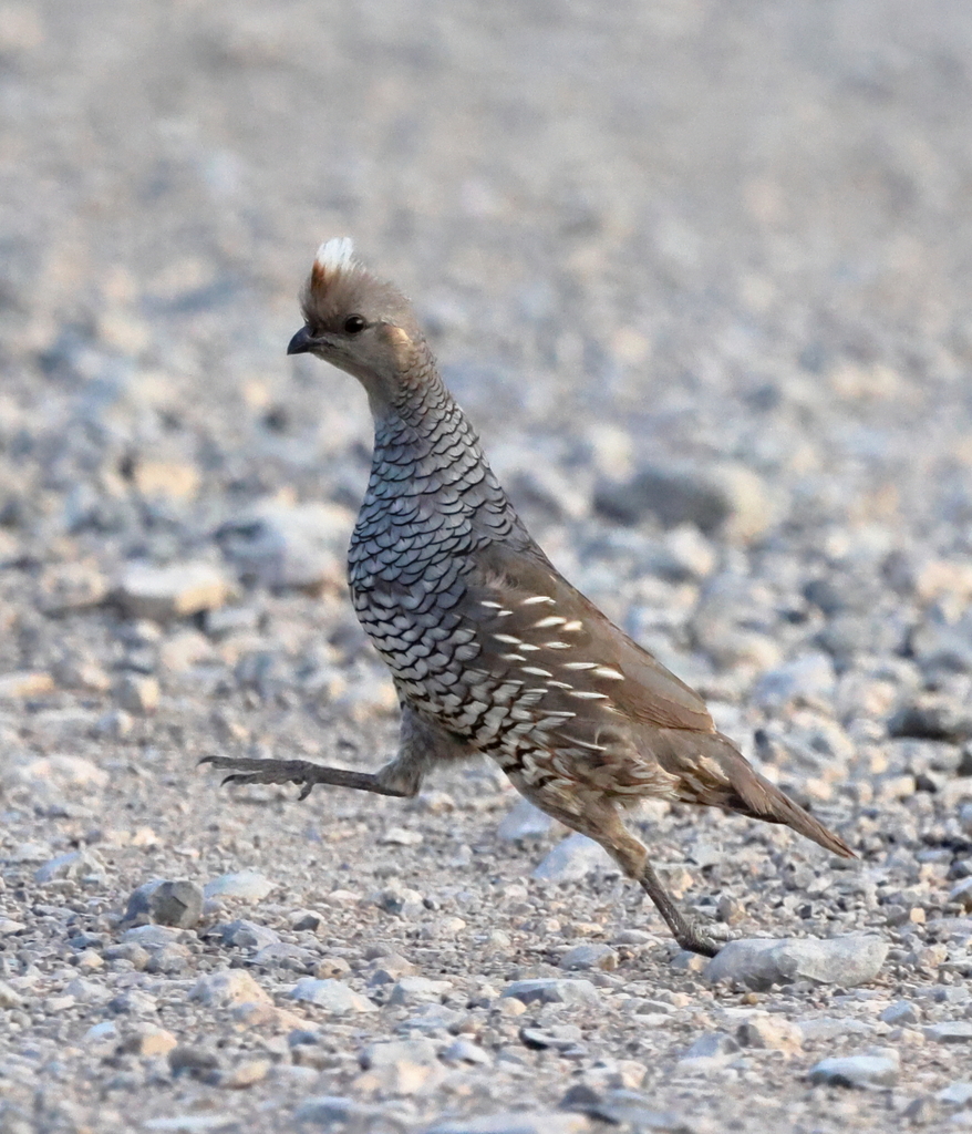 Scaled Quail from Bustamante, N.L., México on June 6, 2023 at 06:55 PM ...