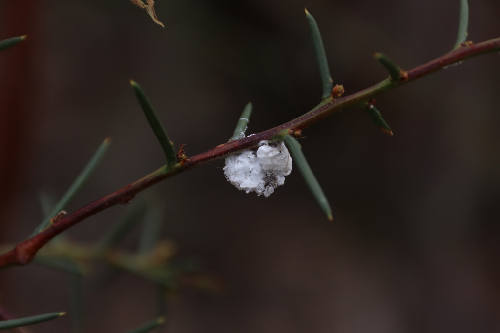Scale Insects from Axedale VIC 3551, Australia on May 26, 2023 at 03:05 ...
