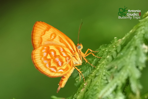 Comella laetifica · iNaturalist