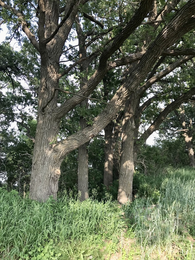 bur oak from Heron Lake, MN, US on June 7, 2023 at 05:55 PM by Mathew ...