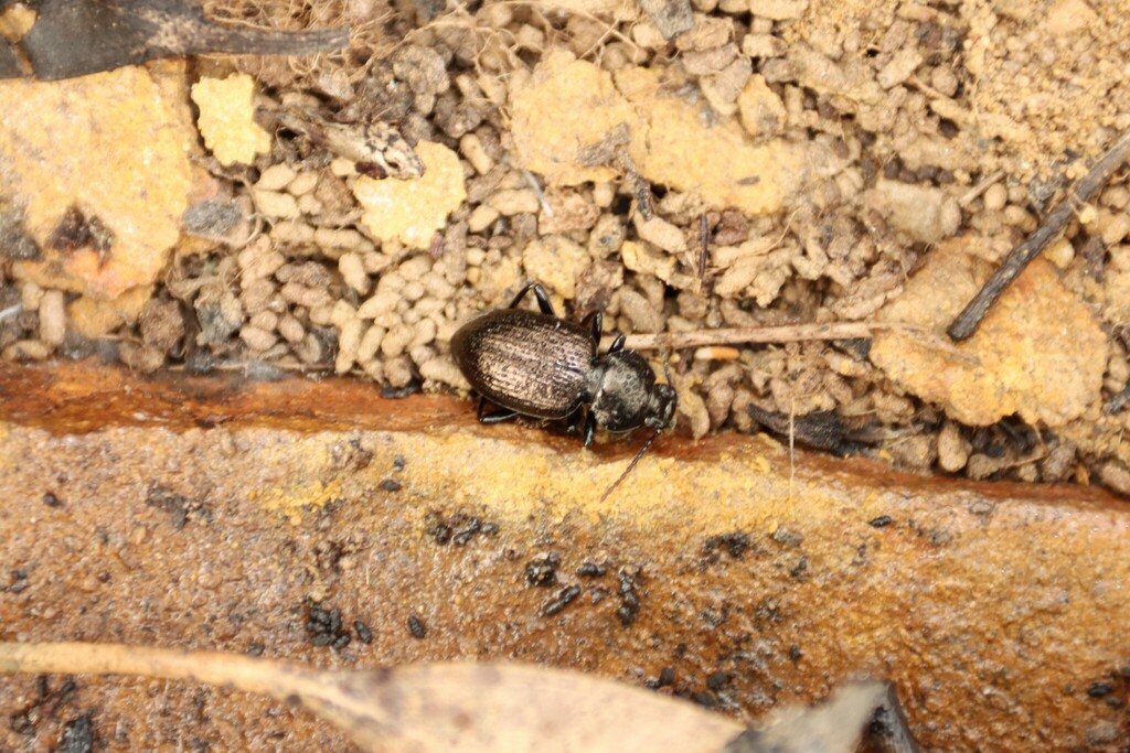 Adelium from Bendigo VIC, Australia on May 27, 2023 at 12:09 PM by ...