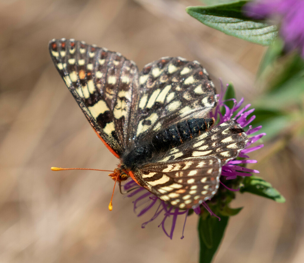 Variable Checkerspot from Contra Costa County, CA, USA on June 7, 2023 ...