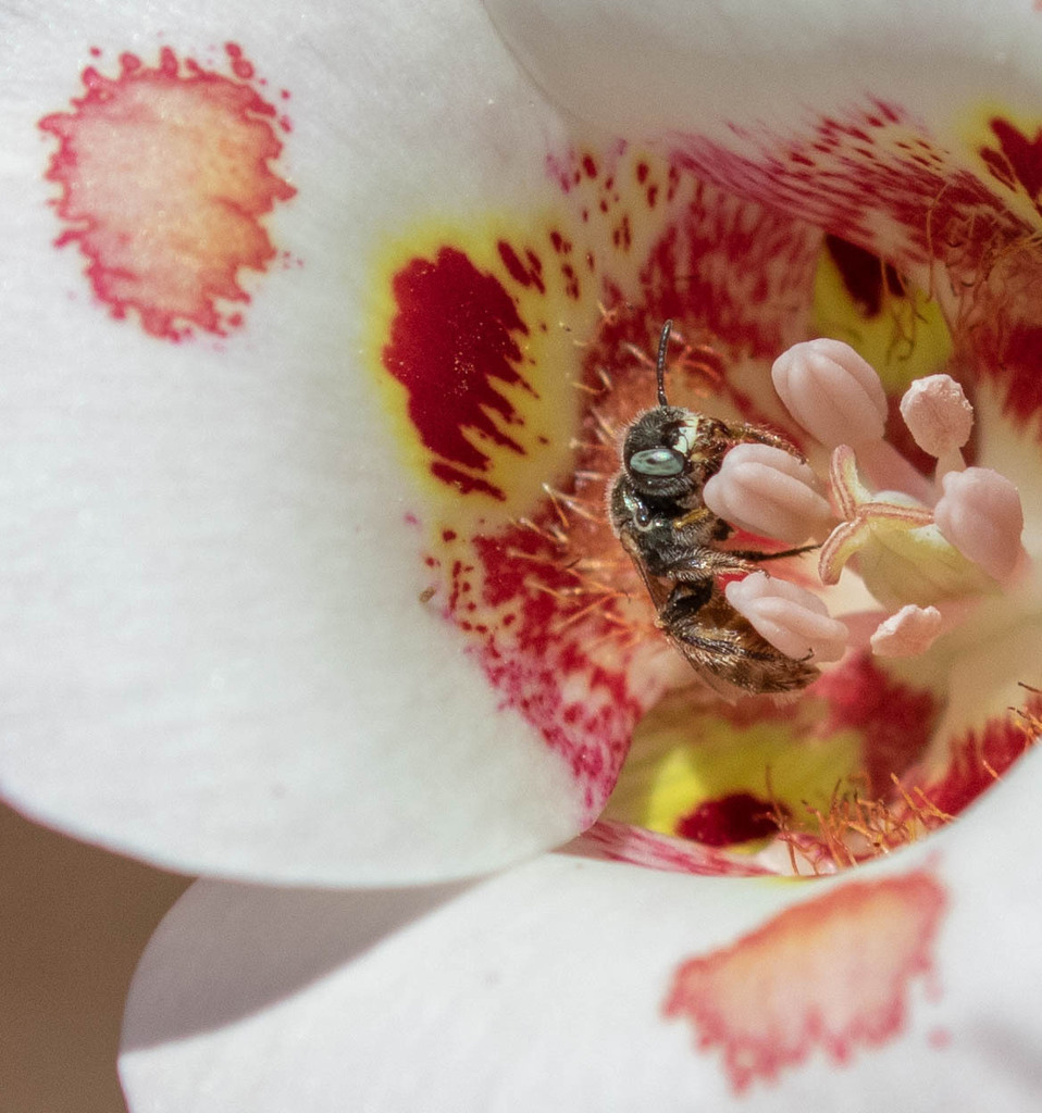 California Fairy Bee from Contra Costa County, CA, USA on June 7, 2023 ...