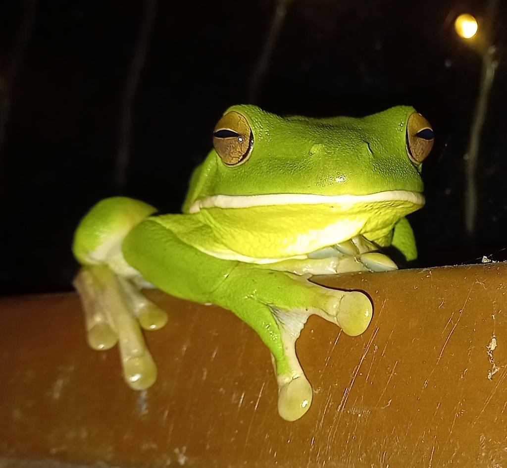 White-lipped Tree Frog from Freshwater on June 7, 2023 at 07:47 PM by ...