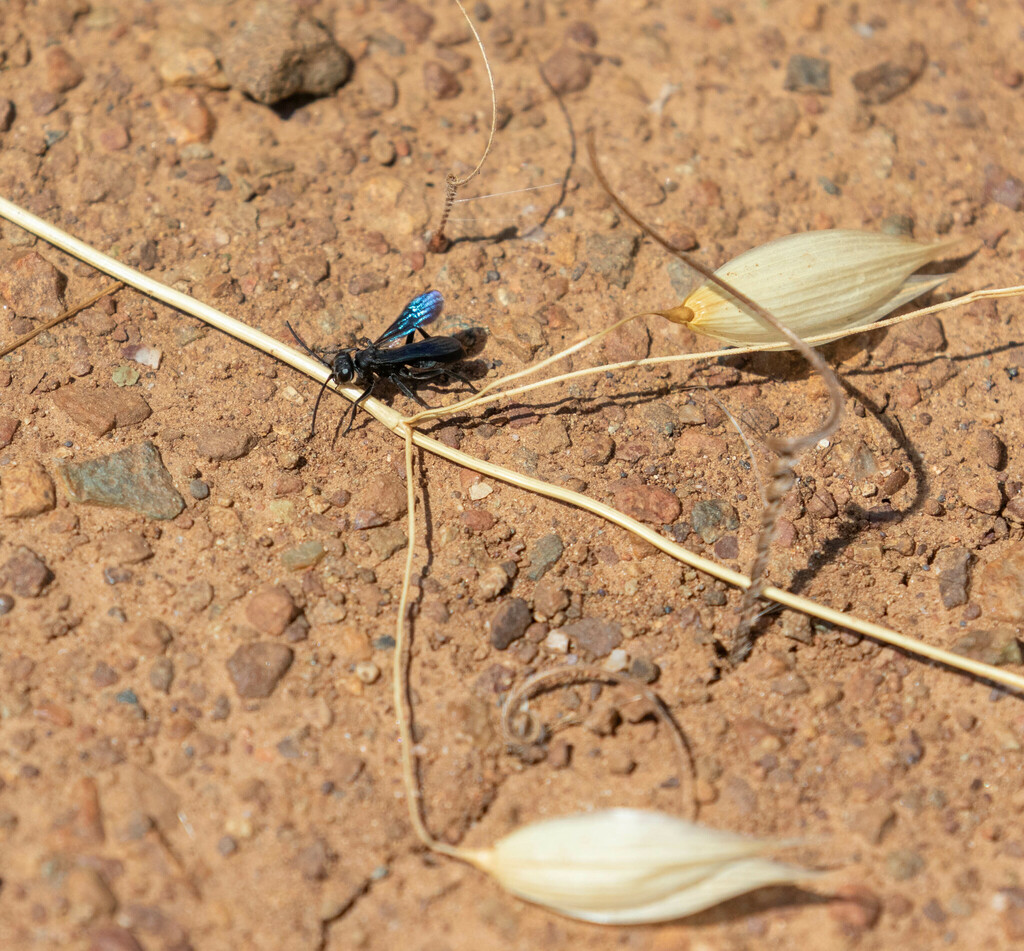 Steel-blue Cricket-hunter Wasp from Mount Diablo State Park, Contra ...