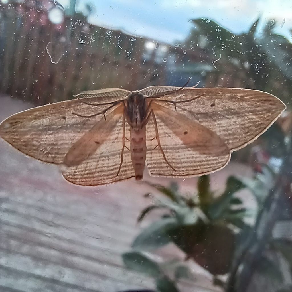 Cabbage tree moth in June 2023 by max_mutant · iNaturalist