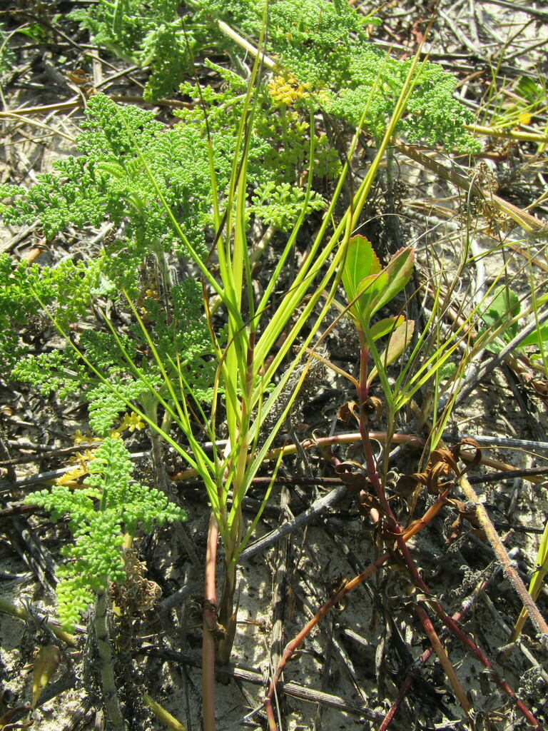 Saltgrass from 77740 Punta Maroma, Q.R., México on March 3, 2018 at 02: ...
