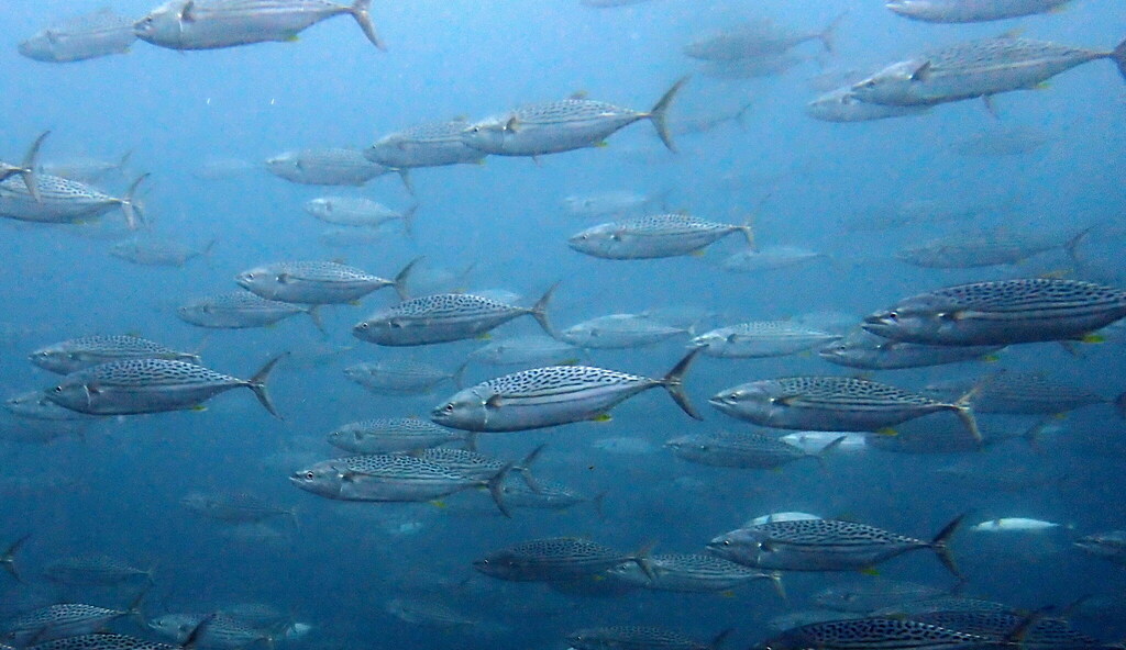 Leaping Bonito from Port Stephens NSW 2319, Australia on June 4, 2023 ...