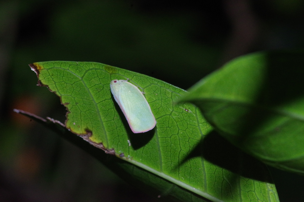 Geisha distinctissima from 日本、〒905-1422 沖縄県国頭郡国頭村宜名真 on June 6, 2023 at ...