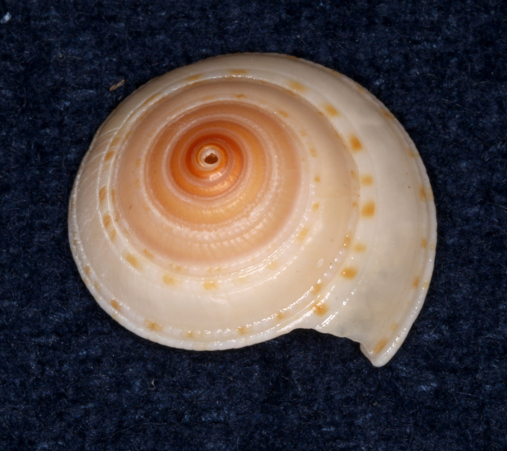 Architectonica perdix from Rose Bay, Bowen, Whitsunday, QLD, Australia ...
