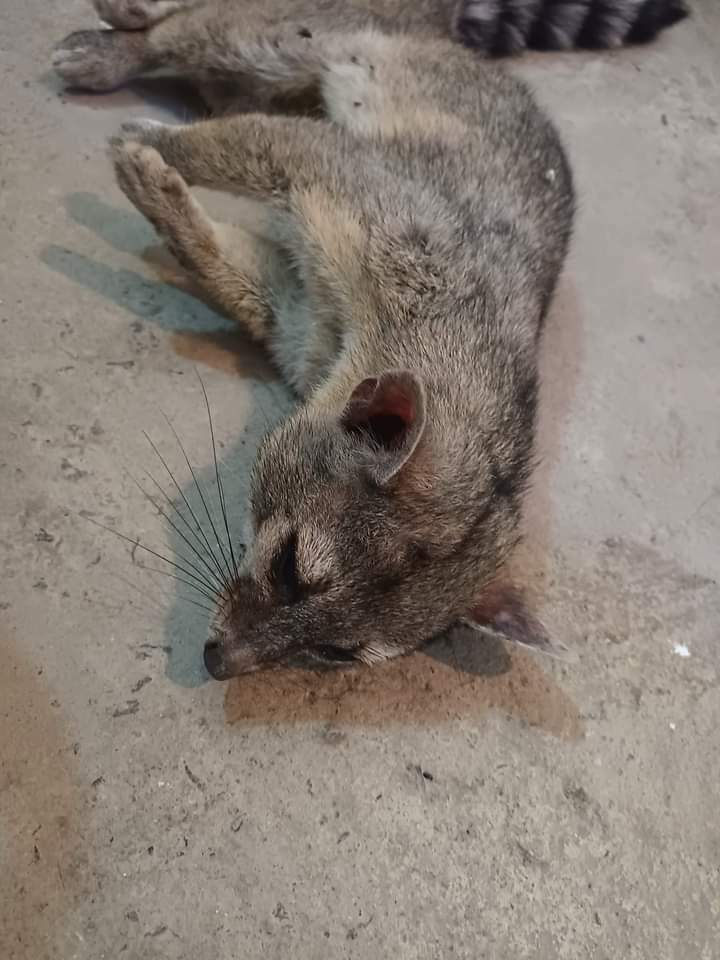 Ringtail from Santa Cruz Acalpixca, Ciudad de México, CDMX, México on ...