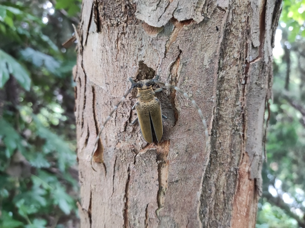 Apriona rugicollis from Hangzhou, CN-ZJ, CN on June 24, 2022 at 01:49 ...