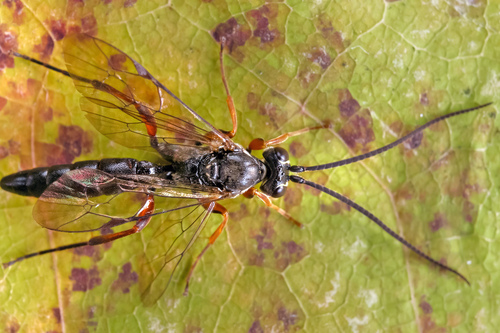 Género Syspasis · iNaturalist Mexico