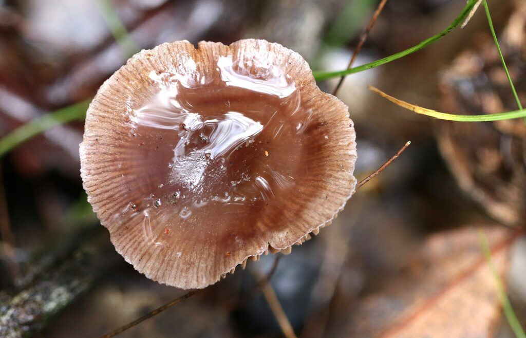 Thaxterogaster submagellanicus from Kariong NSW 2250, Australia on June ...
