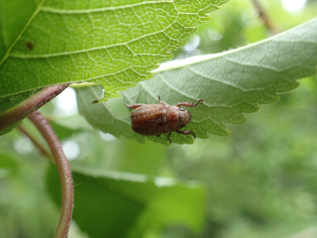 Chestnut Brown Chafer in June 2023 by hakkahamushi · iNaturalist