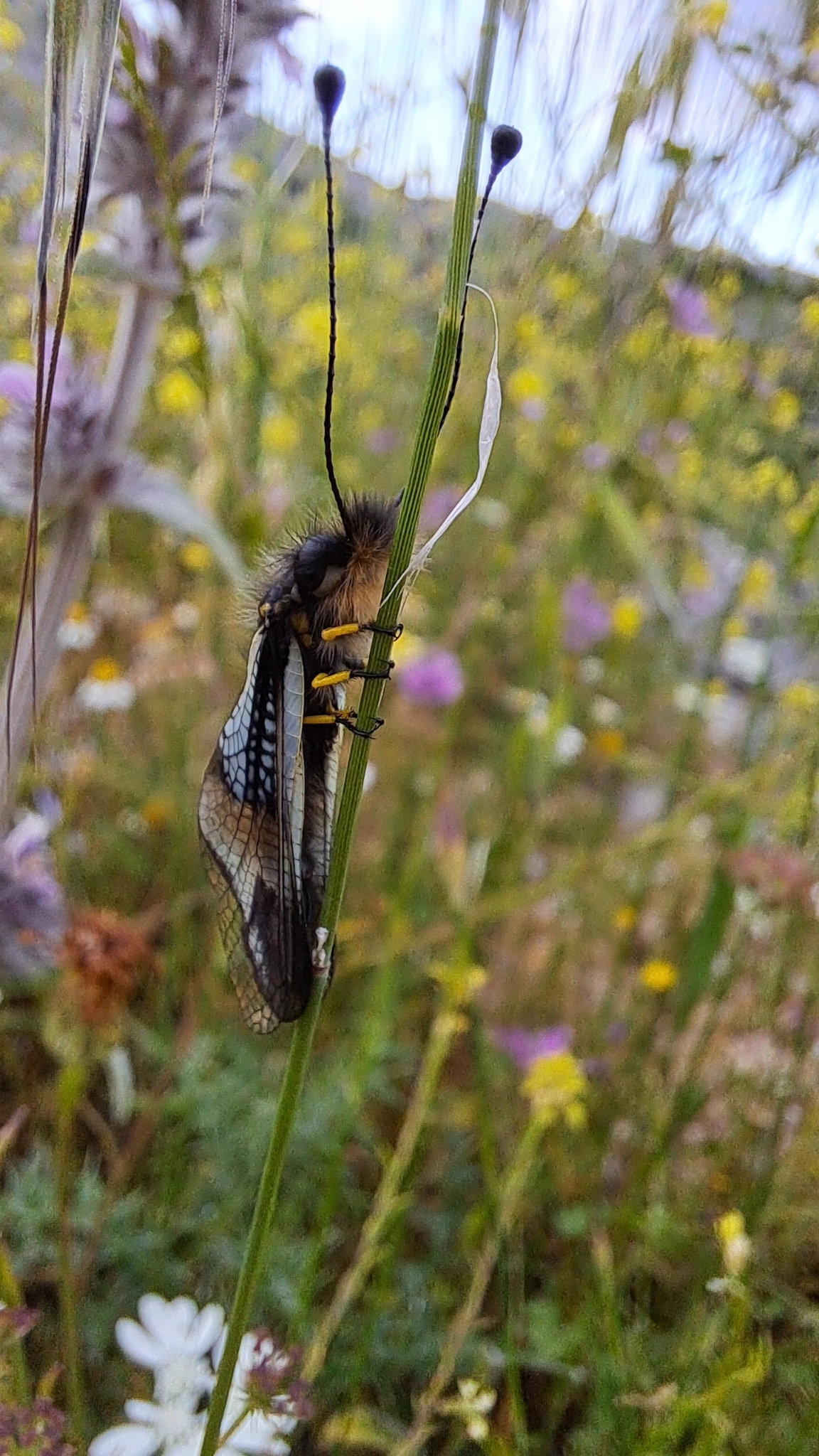Libelloides lacteus (Brullé, 1832)