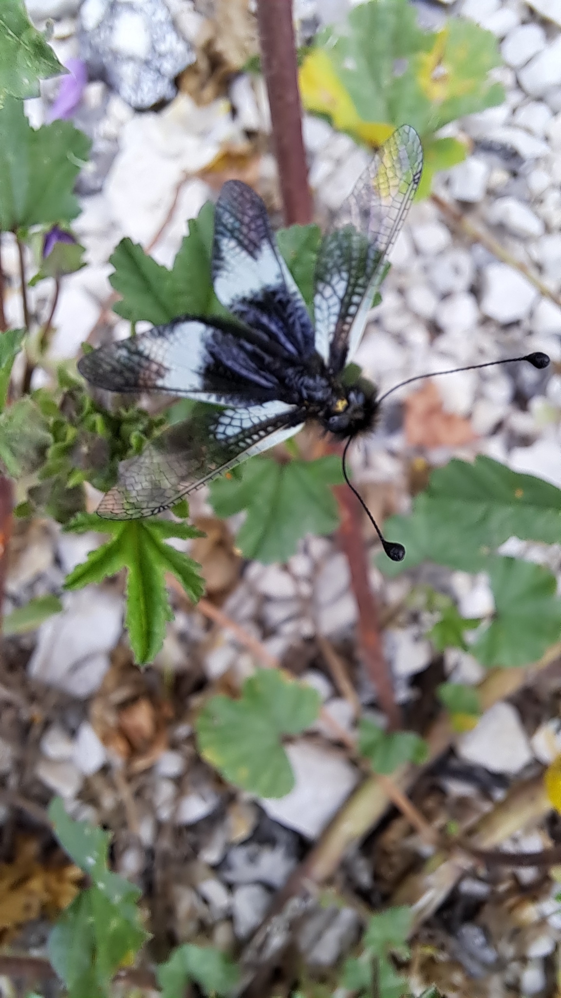 Libelloides lacteus (Brullé, 1832)