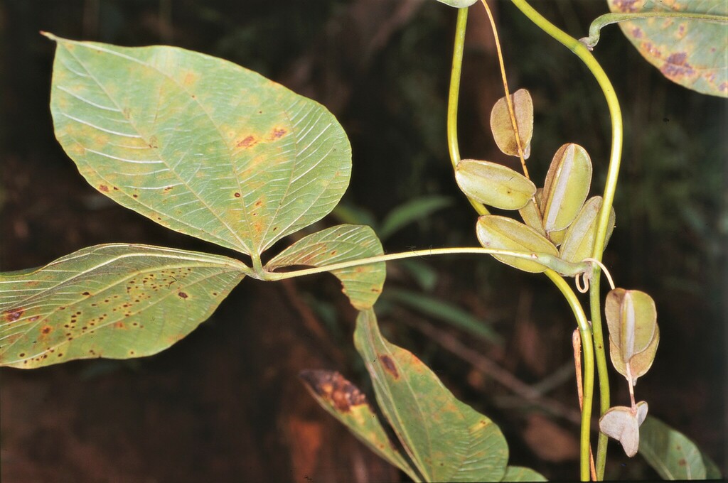Indian Three-leaved Yam from Namtok Chat Trakan National Park, Chat ...
