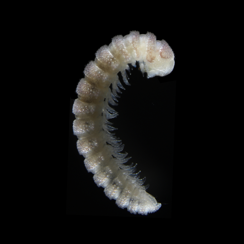 Haplodesmidae from Dominion Cr, Mosman, NSW, AU on June 7, 2023 at 01: ...