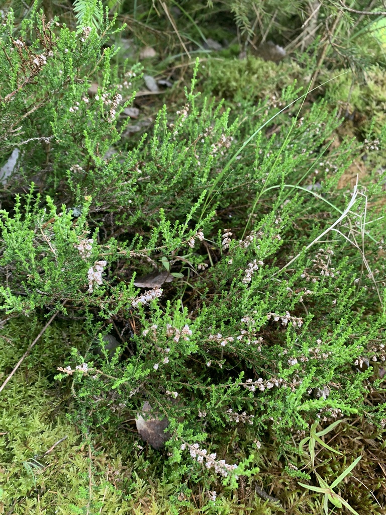 common heather from Berndorf, Bruck an der Mur, Steiermark, AT on June ...