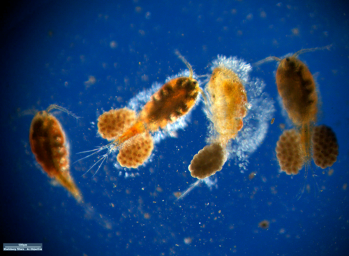 Cyclops furcifer · iNaturalist