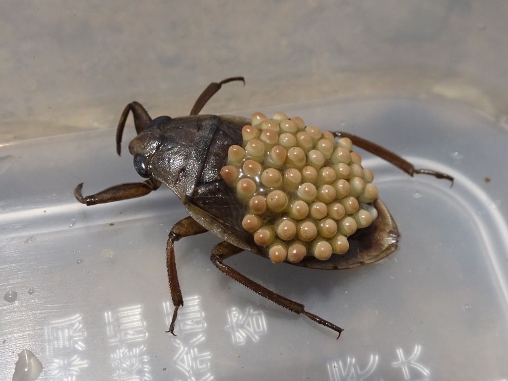Japanese Giant Water Bug from 愛甲, 厚木市, 神奈川県, JP on June 8, 2023 at 11: ...