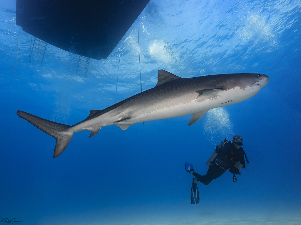Tiger Shark in June 2018 by Rafi Amar · iNaturalist