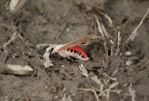 Jute Hairy Caterpillar Moth (Spilosoma obliqua) · iNaturalist United ...