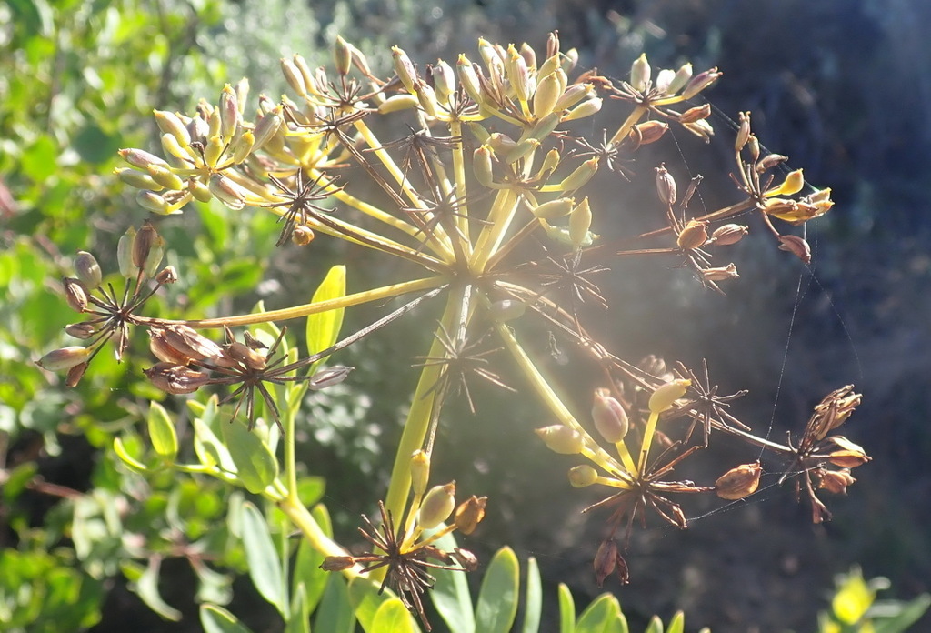 Common Blisterbush from Vygekraal, Garden Route District Municipality ...
