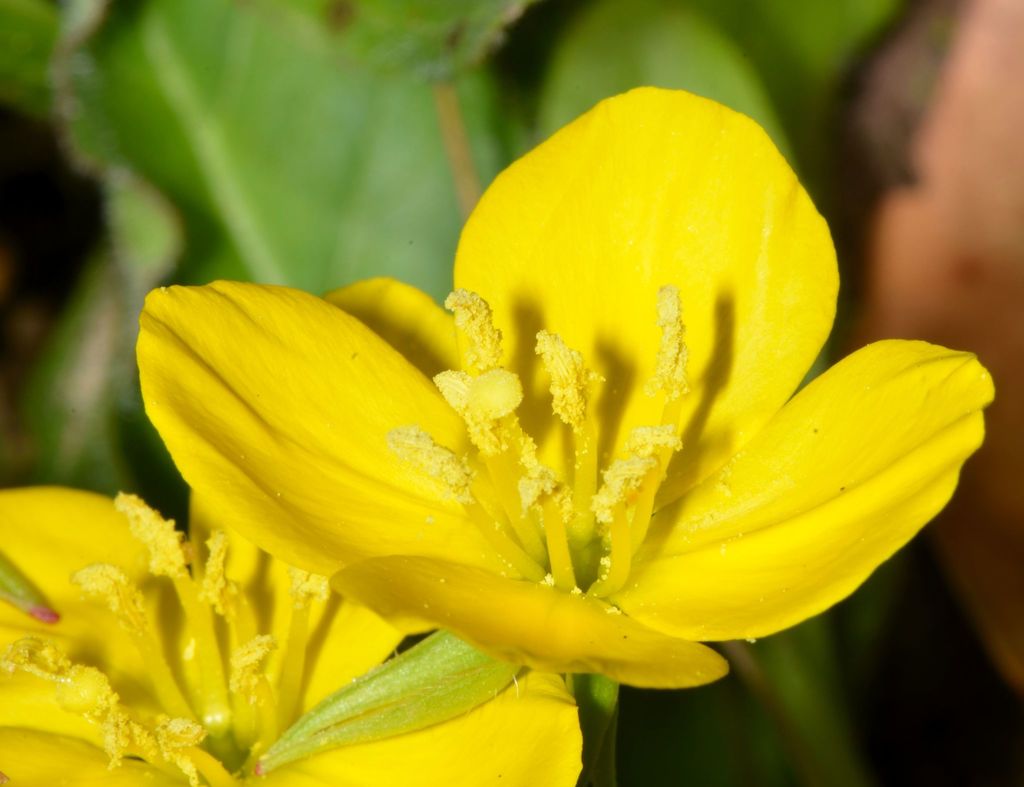 Sun cups (Wildflowers of Bouverie Preserve of ACR) · iNaturalist