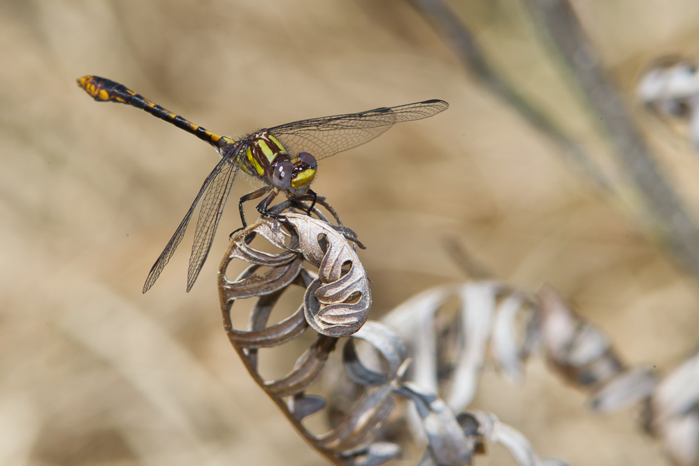Ophiogomphus australis (Southern Snaketail) (Dragonflies and ...