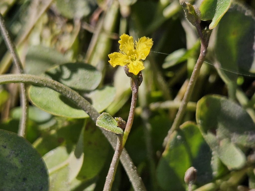 Nymphoides exiliflora from Tin Can Bay QLD 4580, Australia on June 1 ...