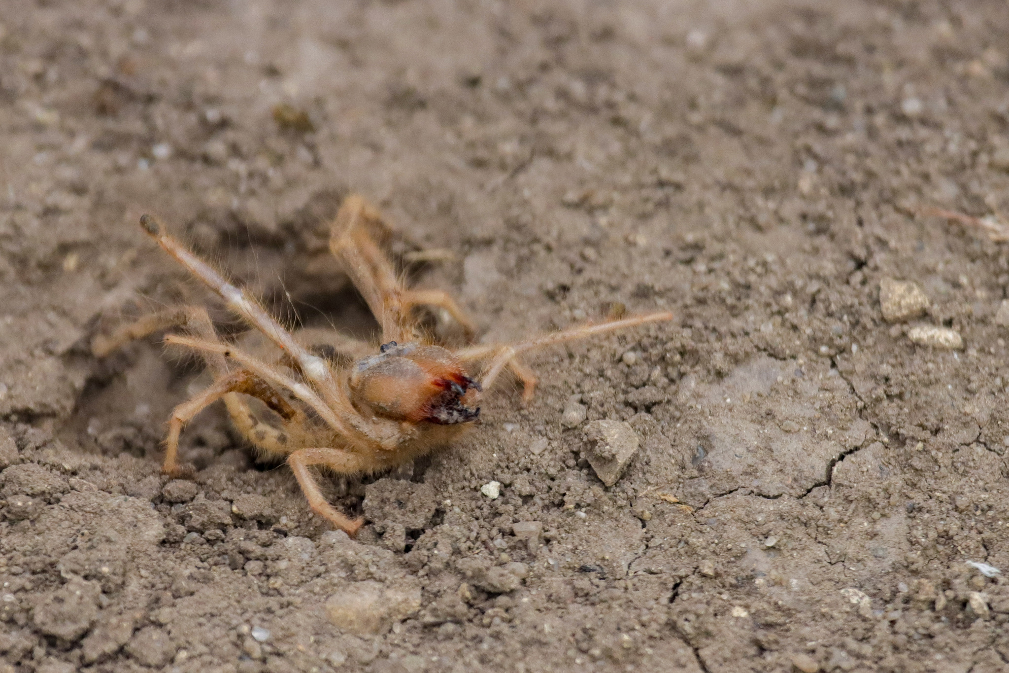 Solifugae