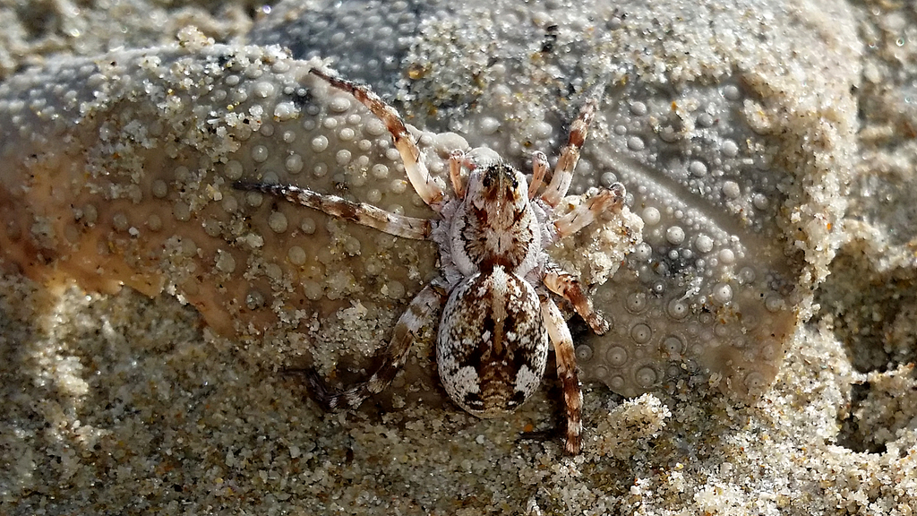 Tasmanian Beach Wolf Spider from Black River TAS 7321, Australia on August 29, 2015 at 04:12 PM ...