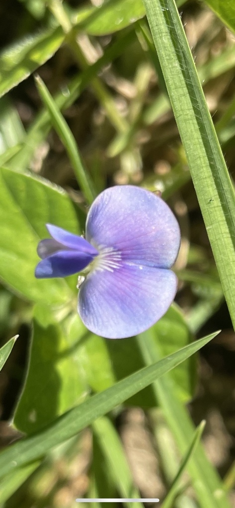 creeping vigna from Goonengerry Mill Rd, Goonengerry, NSW, AU on March ...