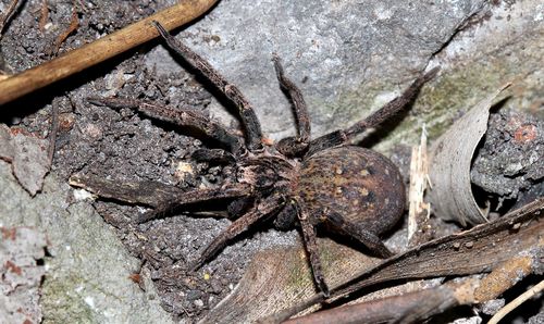 Little Tarantula (Mituliodon tarantulinus) · iNaturalist