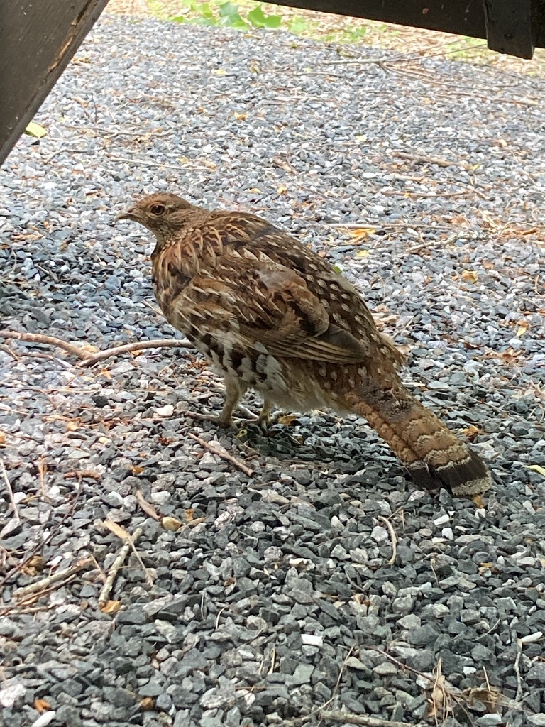 Ruffed Grouse from Todd Railroad Grade Rd, Todd, NC, US on June 3, 2023 ...