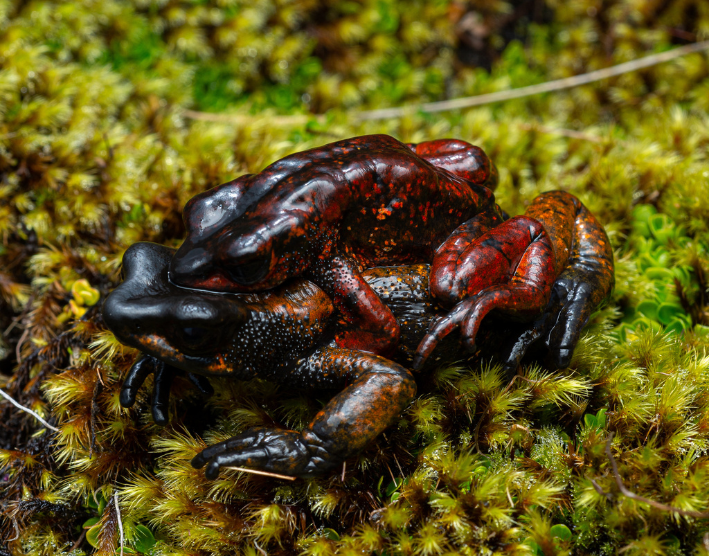 Guajira Stubfoot Toad in May 2021 by Alejandro Lopez @junglediamonds ...