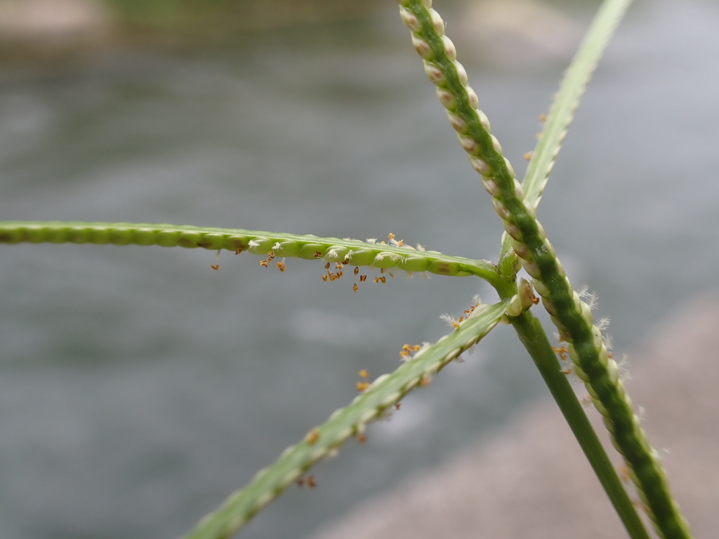 Hilograss from 台灣台中市 on June 8, 2023 at 03:59 PM by Zin Wei · iNaturalist