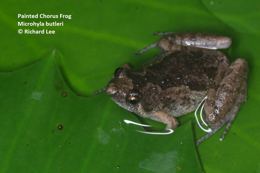 Tubercled Pygmy Frog from Bukit Panjang, 新加坡 on December 2, 2018 at 11: ...