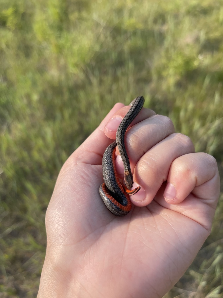 Northern Redbelly Snake from Lansing St, Windsor, ON, CA on June 7 ...