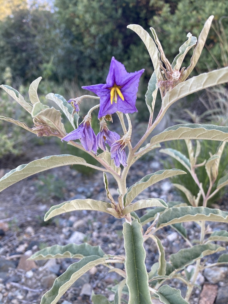silverleaf nightshade from Acker Park, Prescott, AZ, US on June 8, 2023 ...
