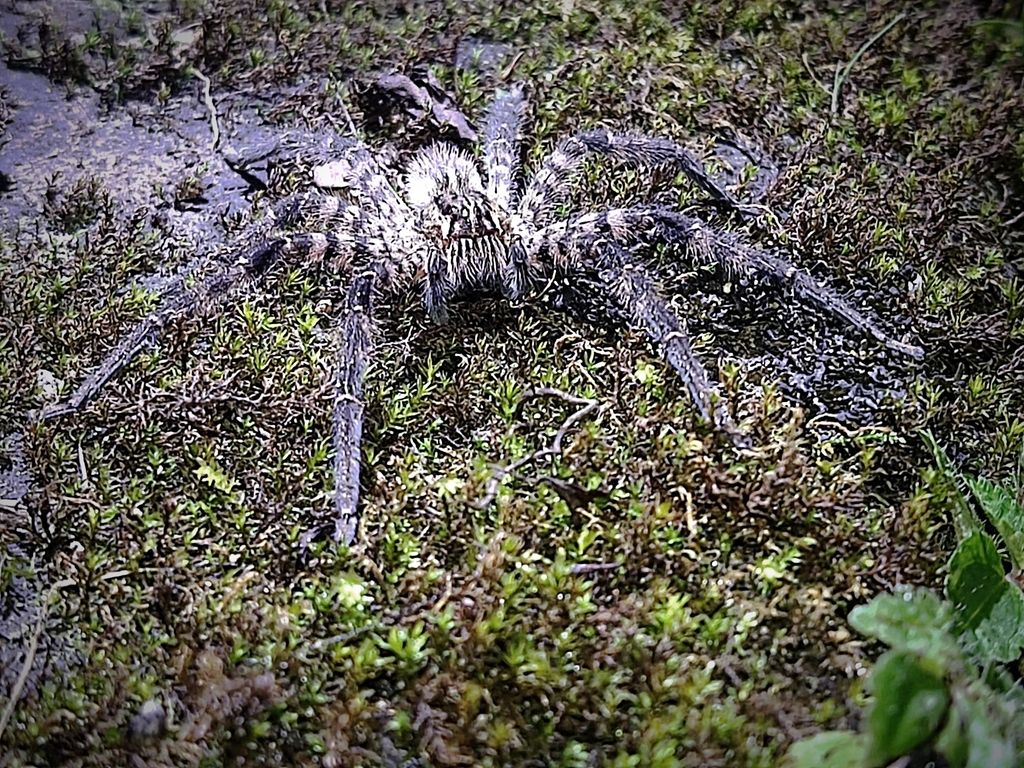 Tiger Bromeliad Spider from Zapotitlán de Méndez Centro, 73440 ...