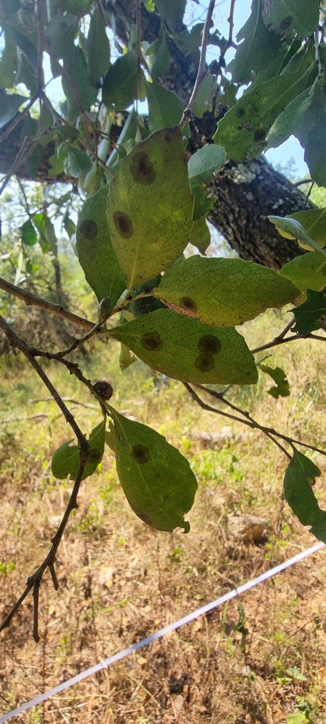 Koko Tree from Mbombela, South Africa on April 27, 2023 at 01:22 PM by ...