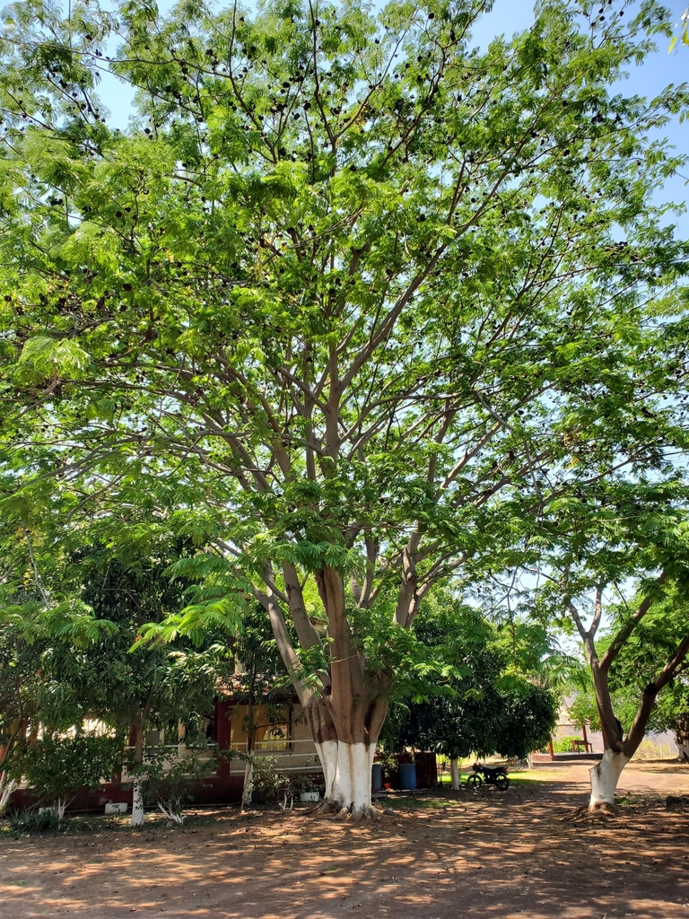 elephant ear tree from 60404 Mich., México on May 17, 2023 at 11:25 AM ...