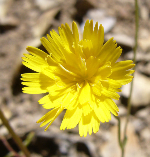 Annual Desert-Dandelion (California Fire Follower Flowers) · iNaturalist