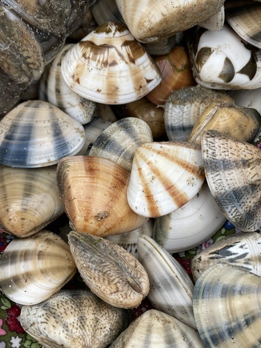 Macridiscus multifarius · iNaturalist